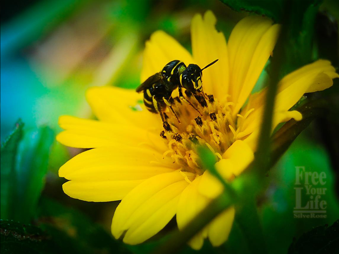 Silver Rose - Online Store